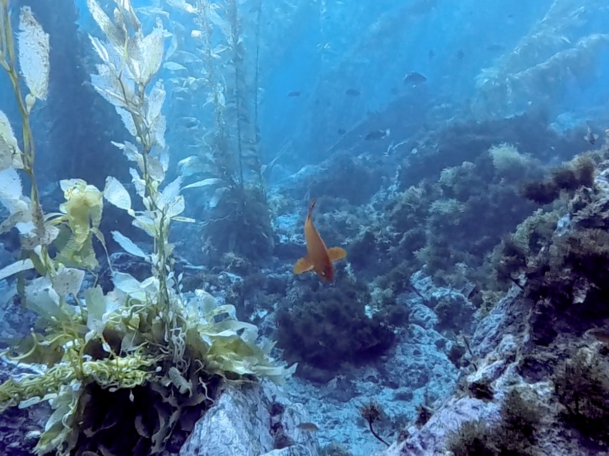 Exploring the Channel Islands | SV Ramble On